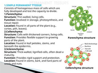 PLANT TISSUE by Akash Mahakur.pptx botany carrier | PPT