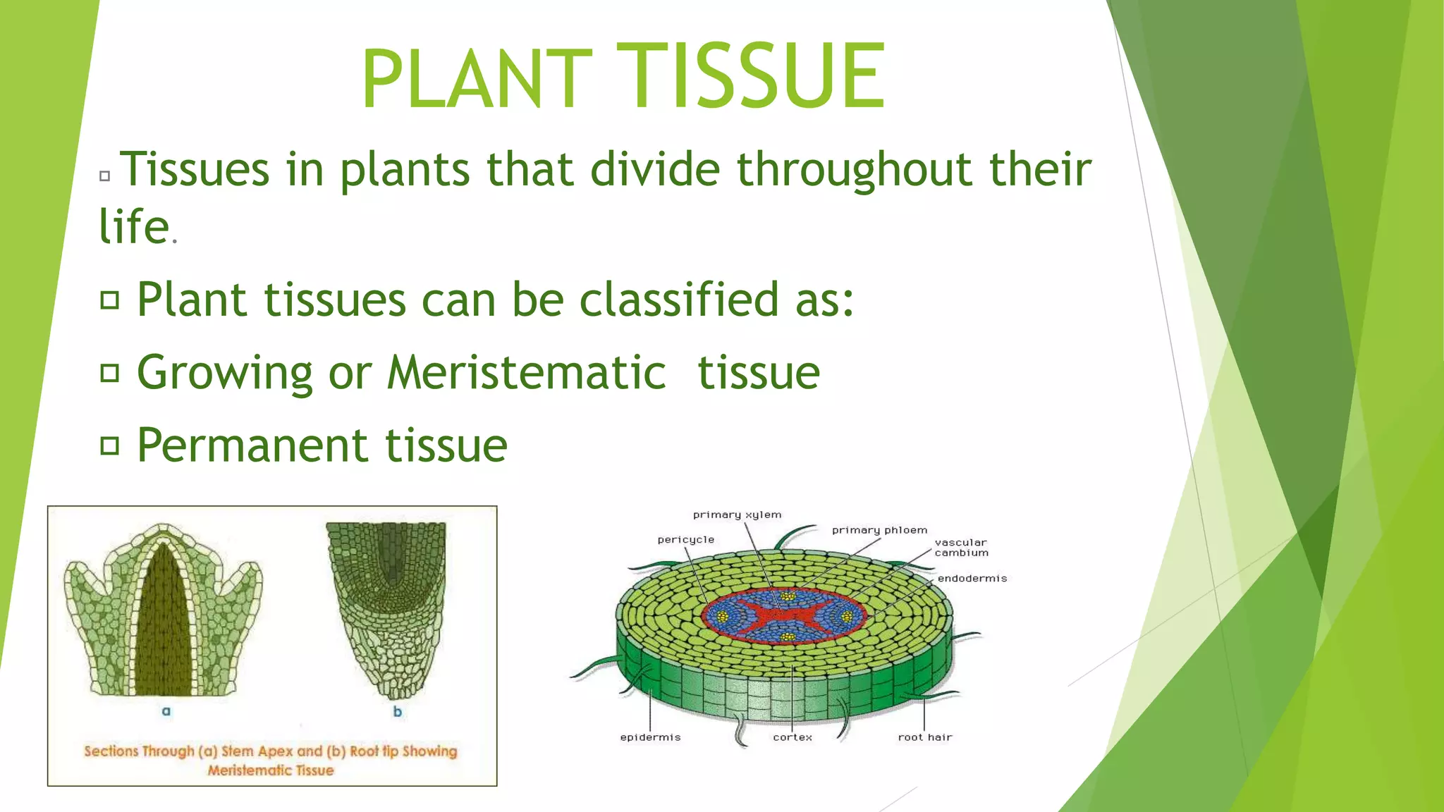 Plant tissue by simranjot singh | PPTX