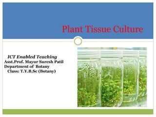 Plant Tissue Cultue importance and applications | PPTX