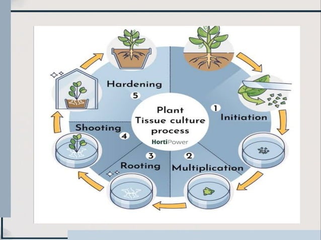 presentation on plant tissue culture msc botany | PPT