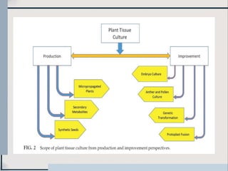 presentation on plant tissue culture msc botany | PPT