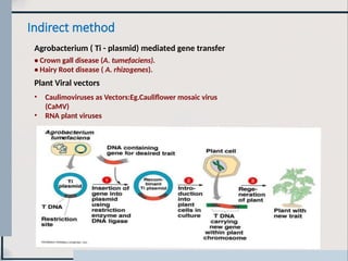 presentation on plant tissue culture msc botany | PPT