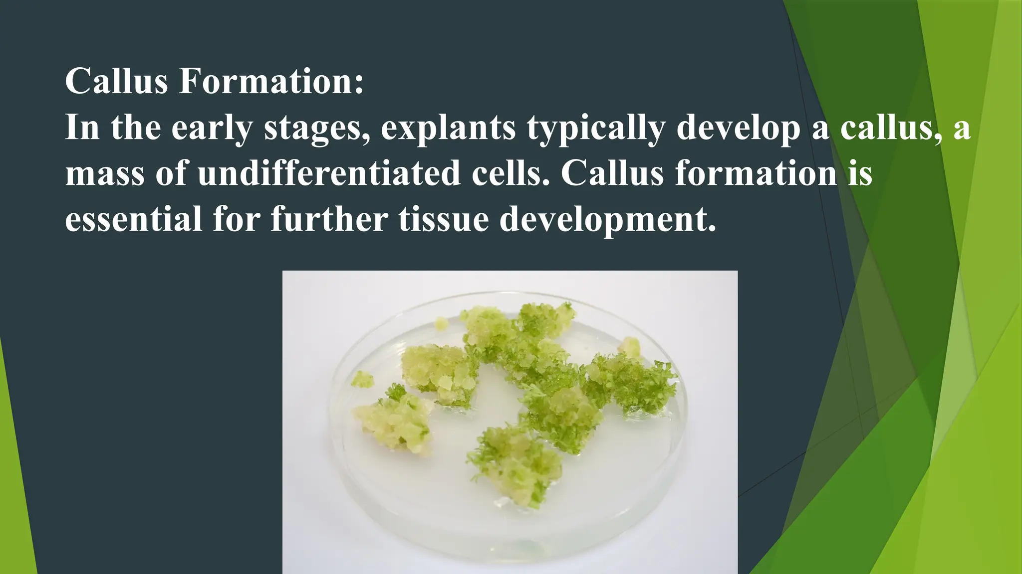 PLANT TISSUE CULTURE: Plant tissue culture is a powerful technique that ...