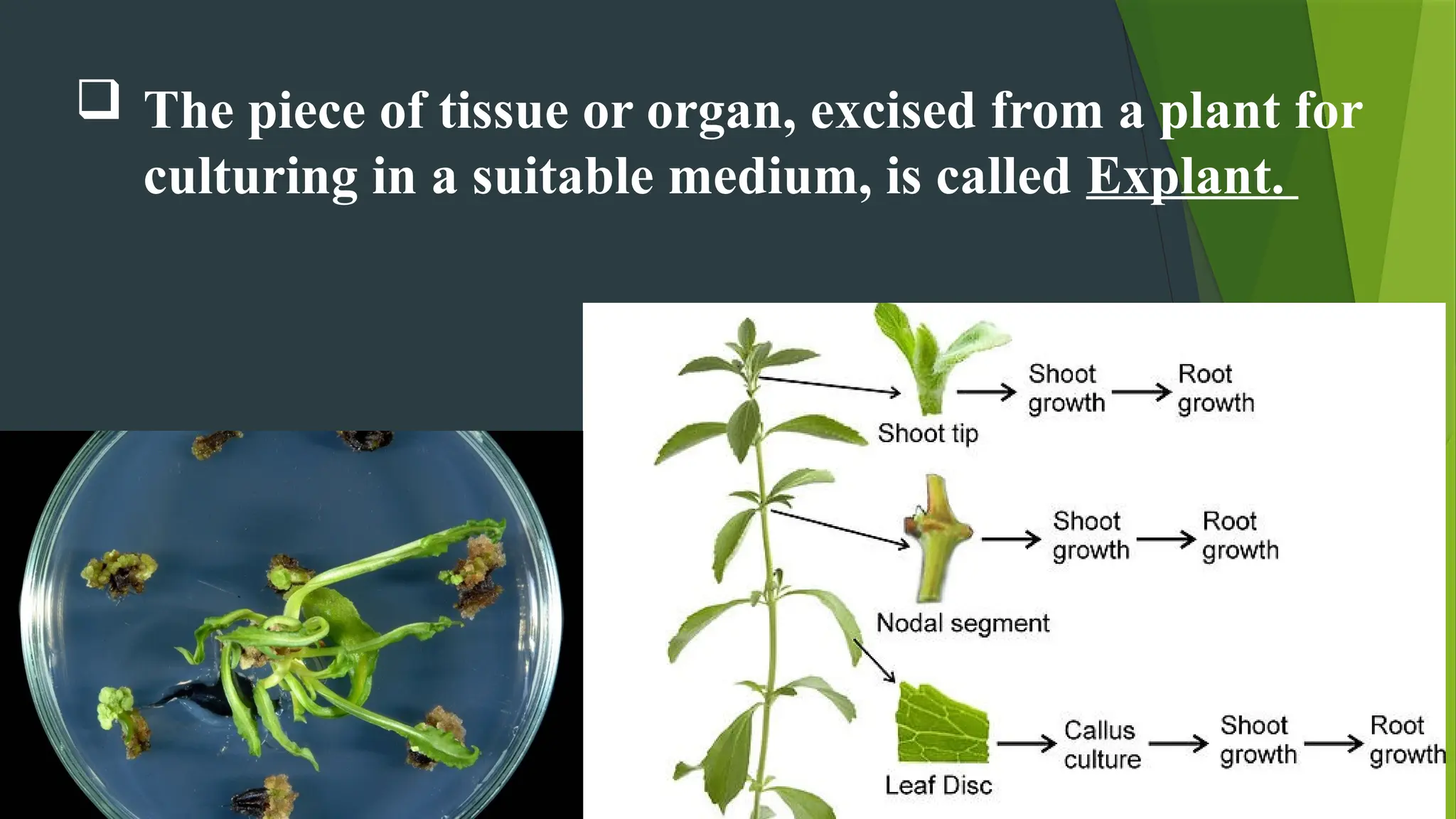 PLANT TISSUE CULTURE: Plant tissue culture is a powerful technique that ...
