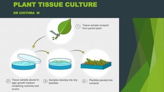 PLANT TISSUE CULTURE: Plant tissue culture is a powerful technique that ...