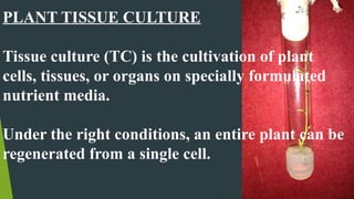 PLANT TISSUE CULTURE: Plant tissue culture is a powerful technique that ...