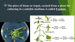 PLANT TISSUE CULTURE: Plant tissue culture is a powerful technique that ...