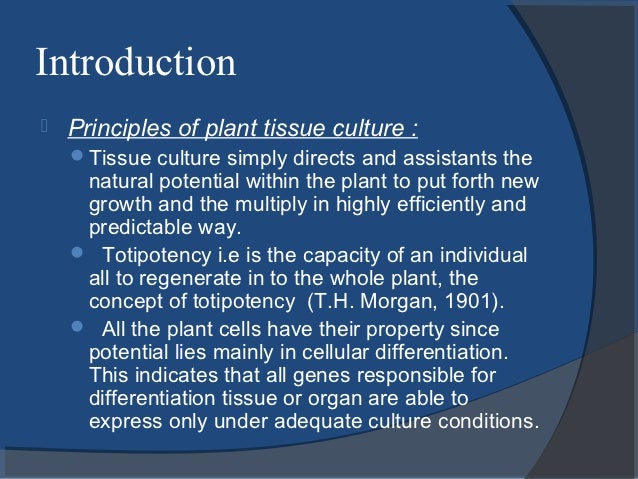 Plant tissue culture