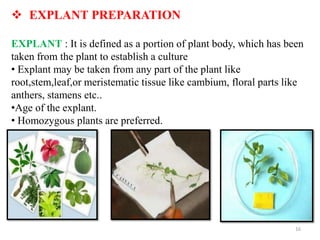 Plant Tissue Culture Explant