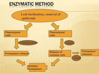 Plant tissue culture.rrrr sssss | PPTX