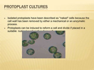 Plant tissue culture.rrrr sssss | PPTX