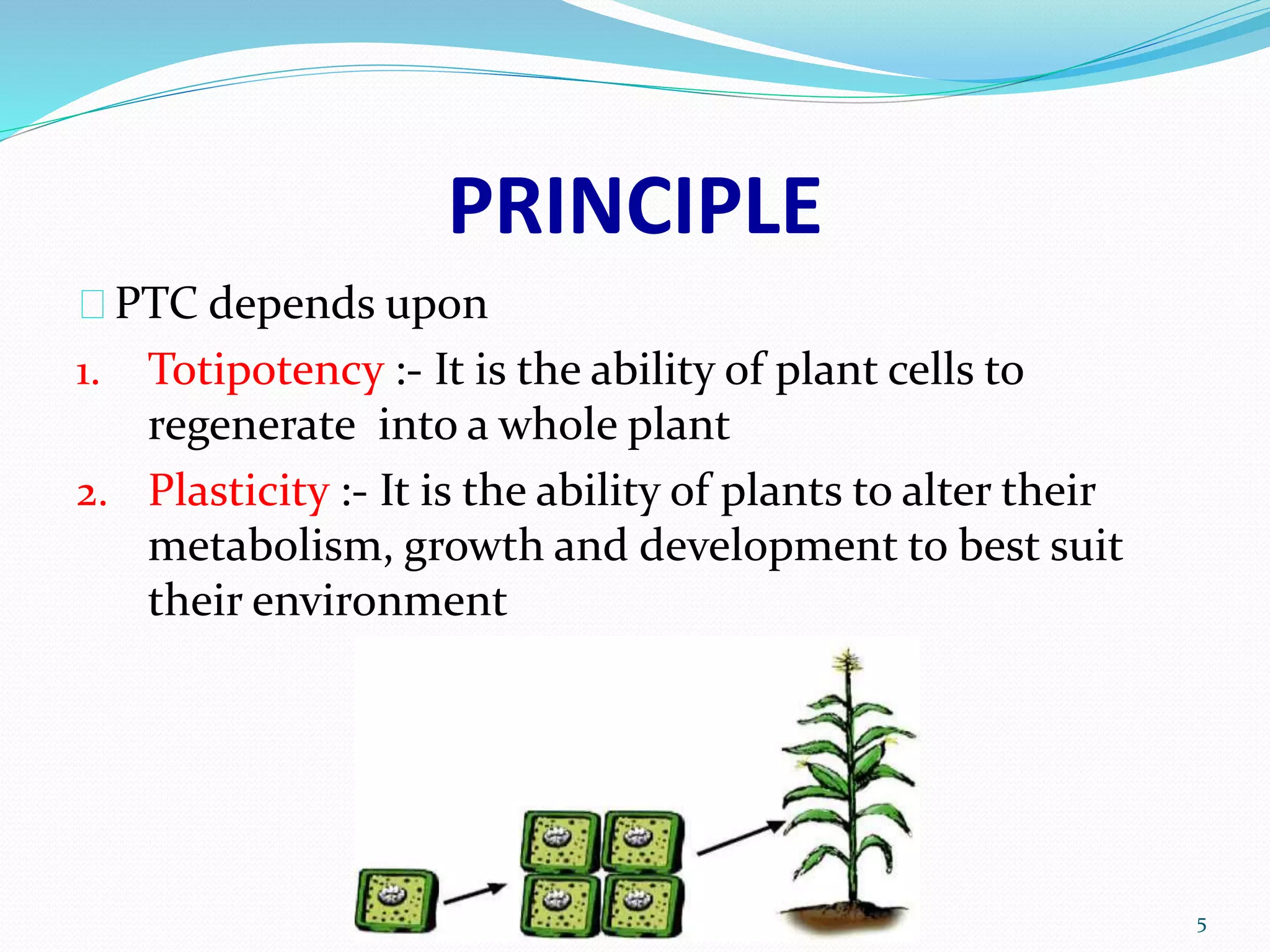 Plant tissue culture | PPTX