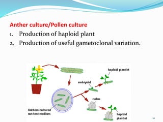 Plant tissue culture | PPTX