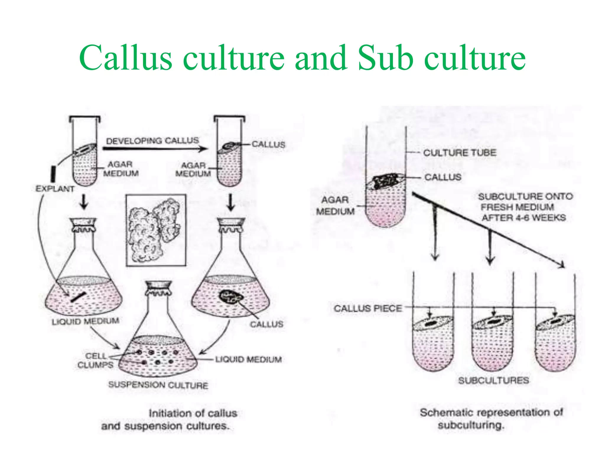 Plant tissue culture | PPTX