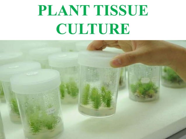 Plant tissue culture | PPTX | Agriculture | Industries