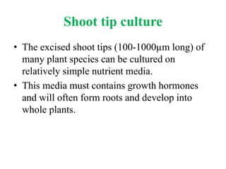 Plant tissue culture | PPTX