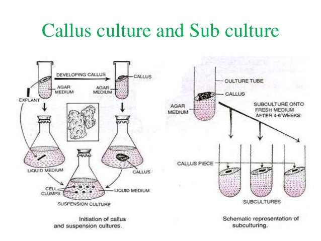 Plant Tissue Culture Callus