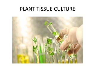 Plant tissue culture | PPT