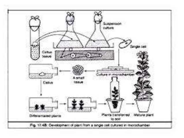 Plant tissue culture