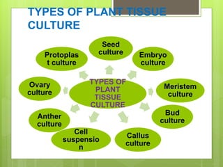 Plant tissue culture | PPTX