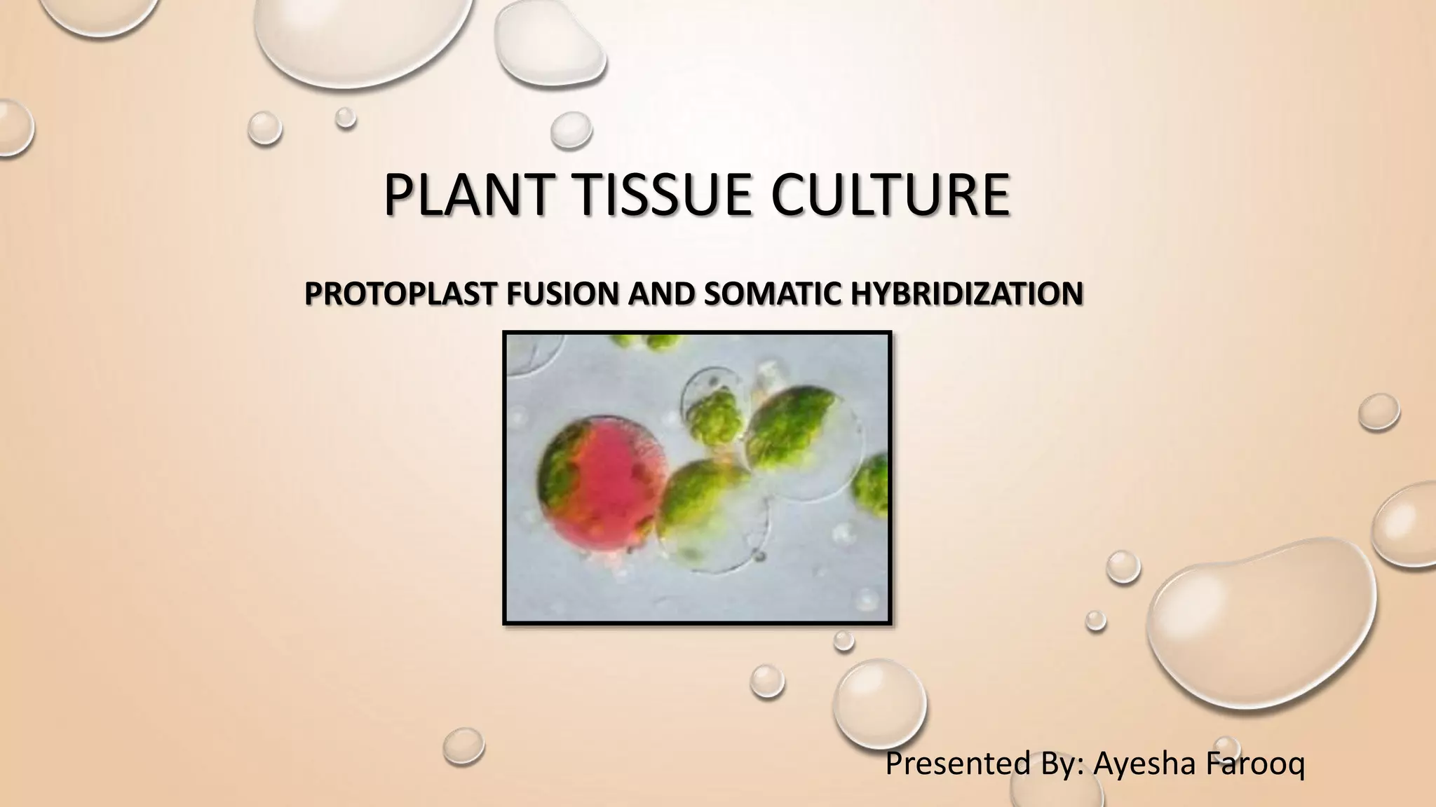 Plant tissue culture | PPT
