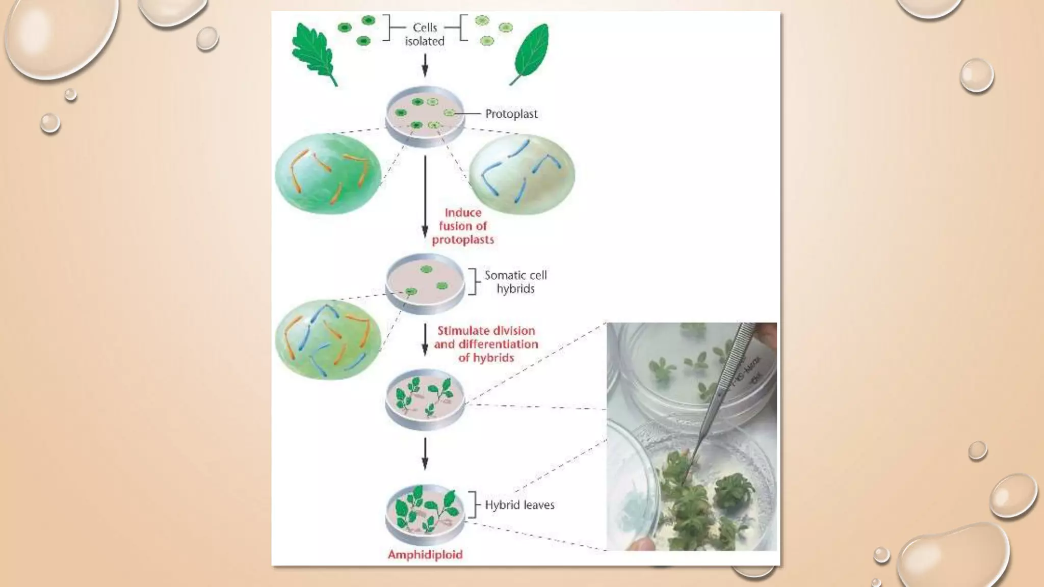 Plant tissue culture | PPT