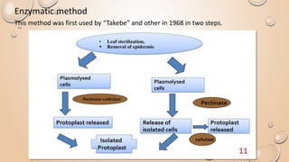 Plant tissue culture | PPT