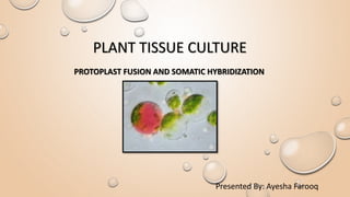 Plant tissue culture | PPTX