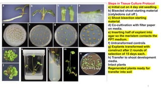 Plant tissue culture | PPTX