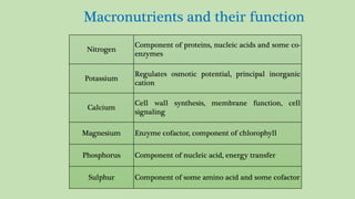 Plant tissue culture | PPTX