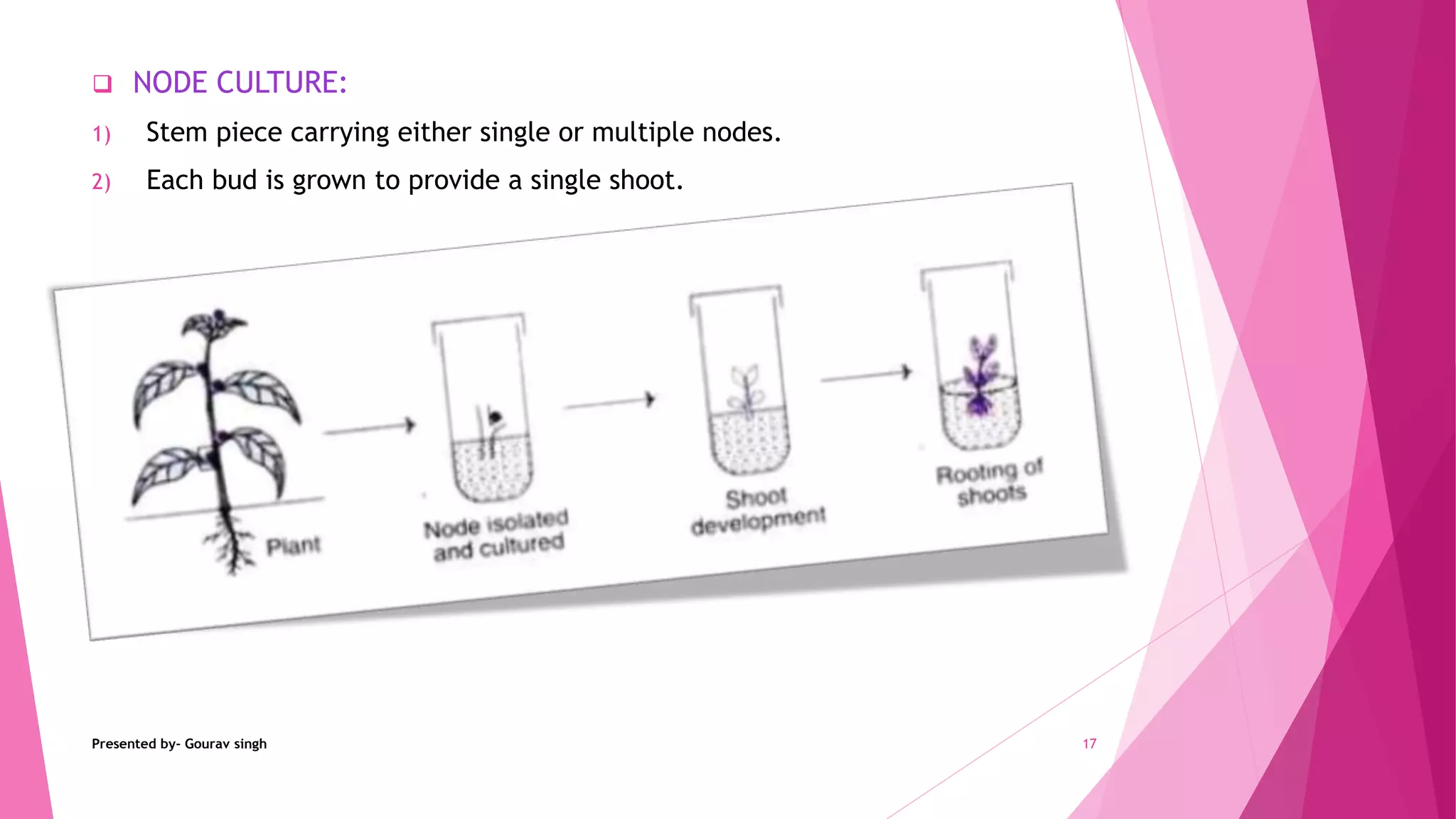 Plant tissue culture | PPTX