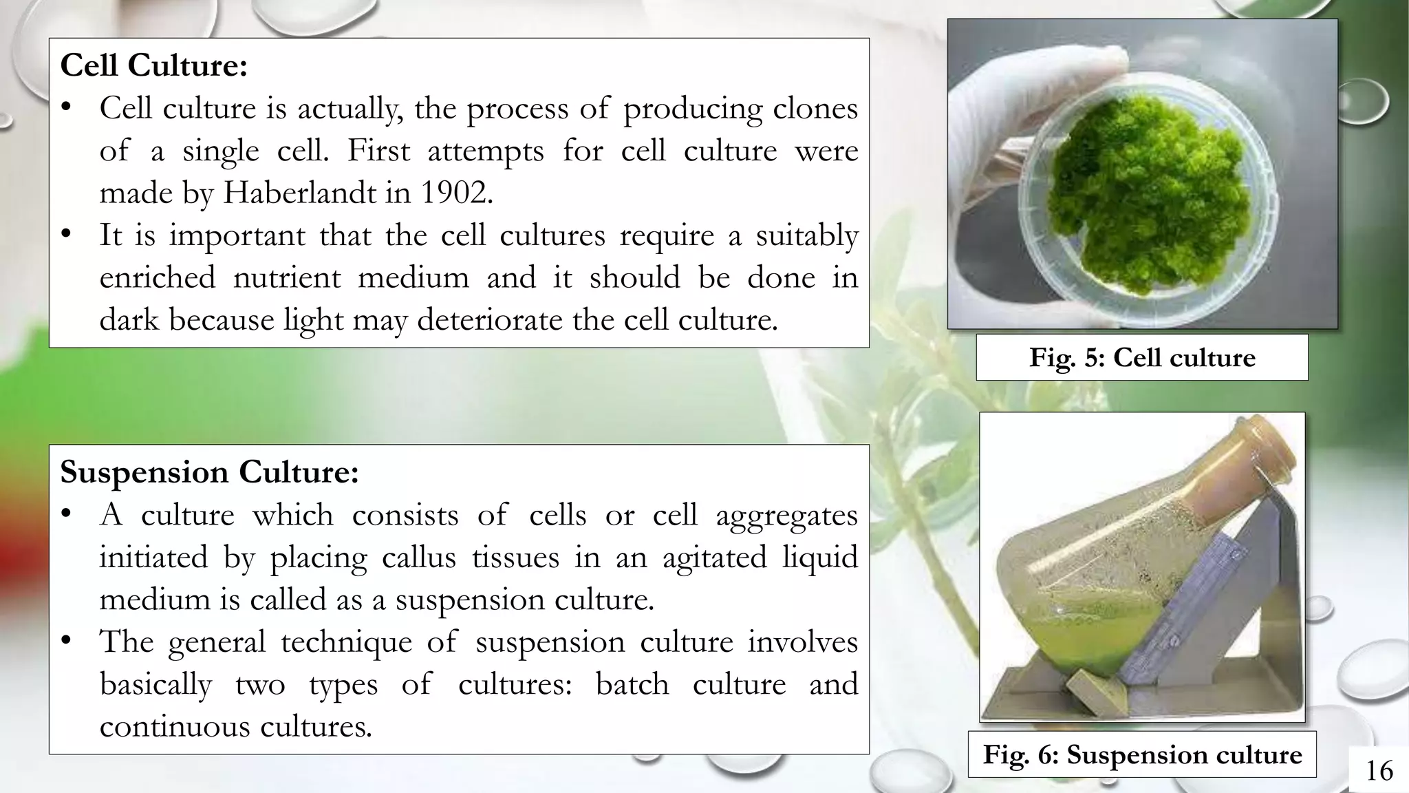 Plant Tissue Culture | PPTX