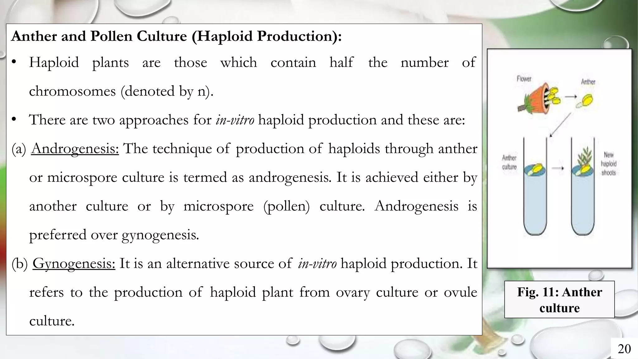 Plant Tissue Culture | PPTX