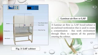 Plant Tissue Culture | PPTX