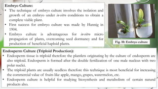 Plant Tissue Culture | PPTX