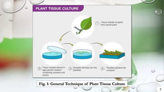 Plant Tissue Culture | PPTX
