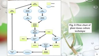 Plant Tissue Culture | PPTX