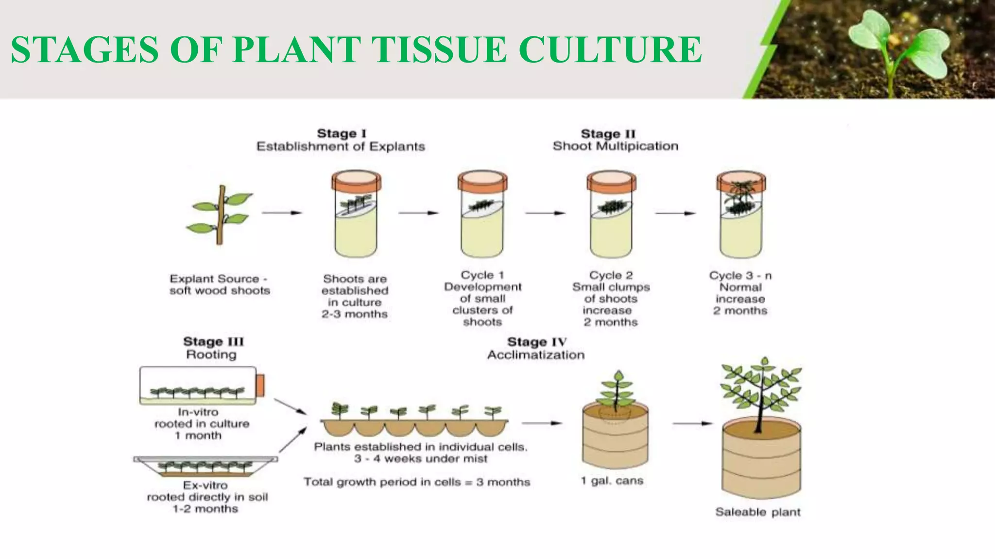Plant Tissue Culture | PPTX