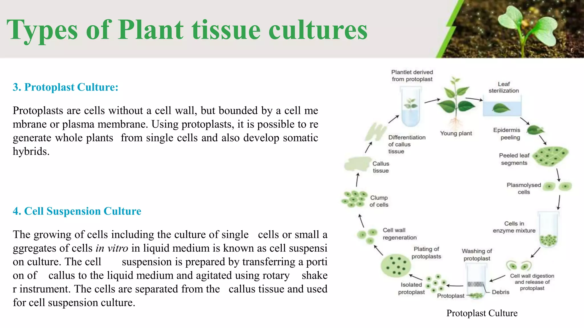 Plant Tissue Culture | PPTX