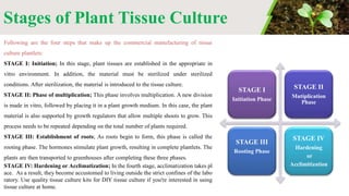 Plant Tissue Culture | PPTX