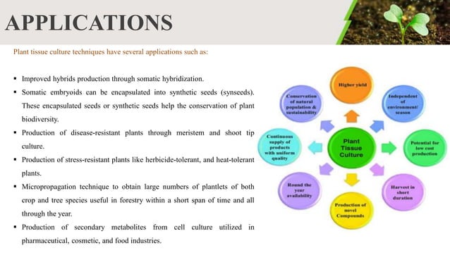 Plant Tissue Culture | PPTX