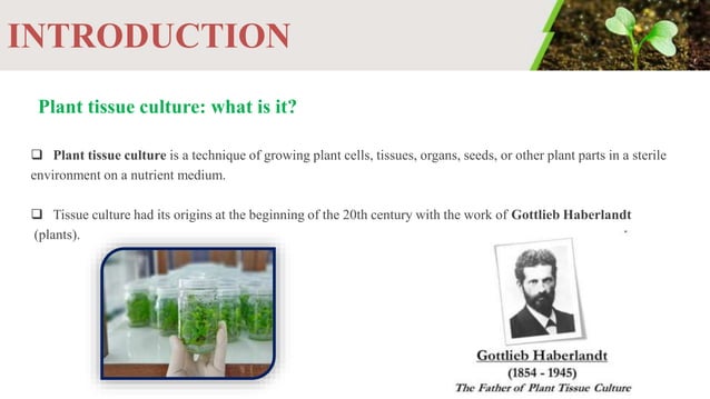 Plant Tissue Culture | PPTX
