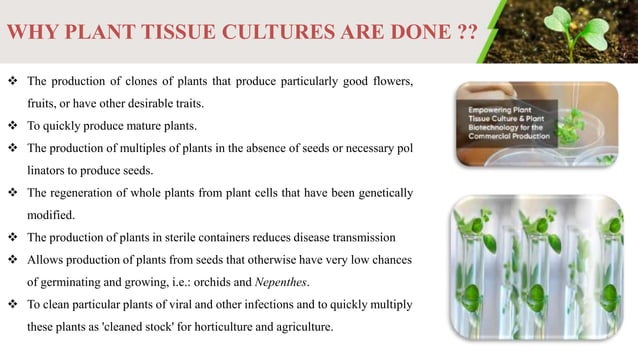 Plant Tissue Culture | PPTX