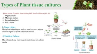 Plant Tissue Culture | PPTX