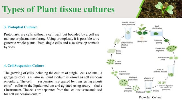 Plant Tissue Culture | PPTX
