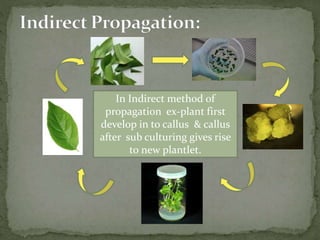 plant tissue culture.pptx