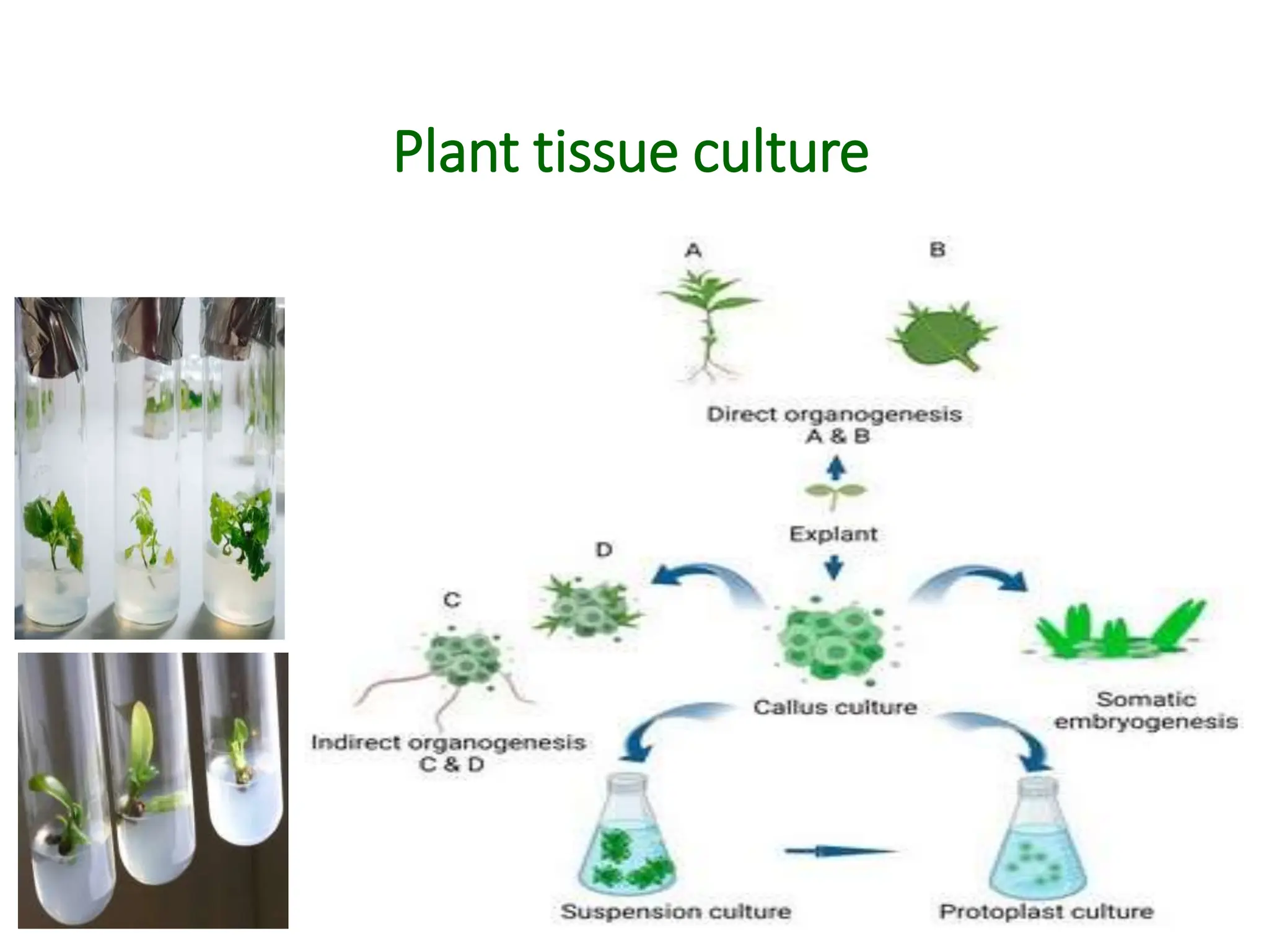 Plant tissue Culture pharmacognosy and phytochemistry I Unit 3 | PPTX