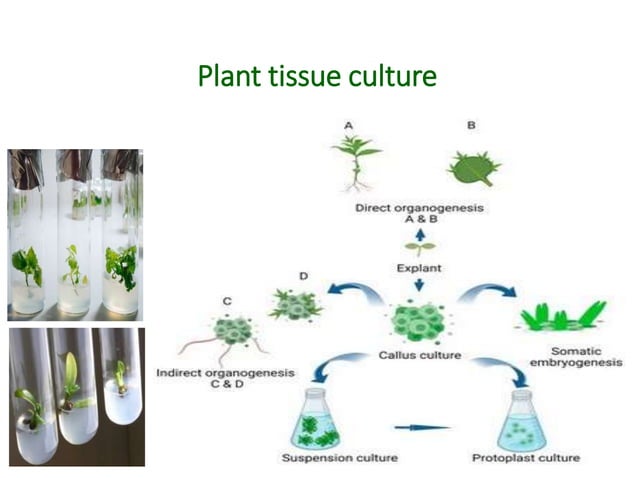 Plant tissue Culture pharmacognosy and phytochemistry I Unit 3 | PPTX ...