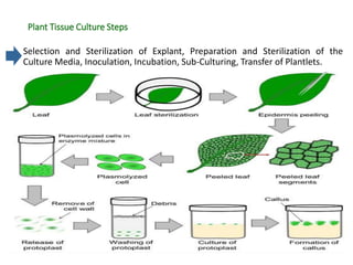 Plant tissue Culture pharmacognosy and phytochemistry I Unit 3 | PPTX