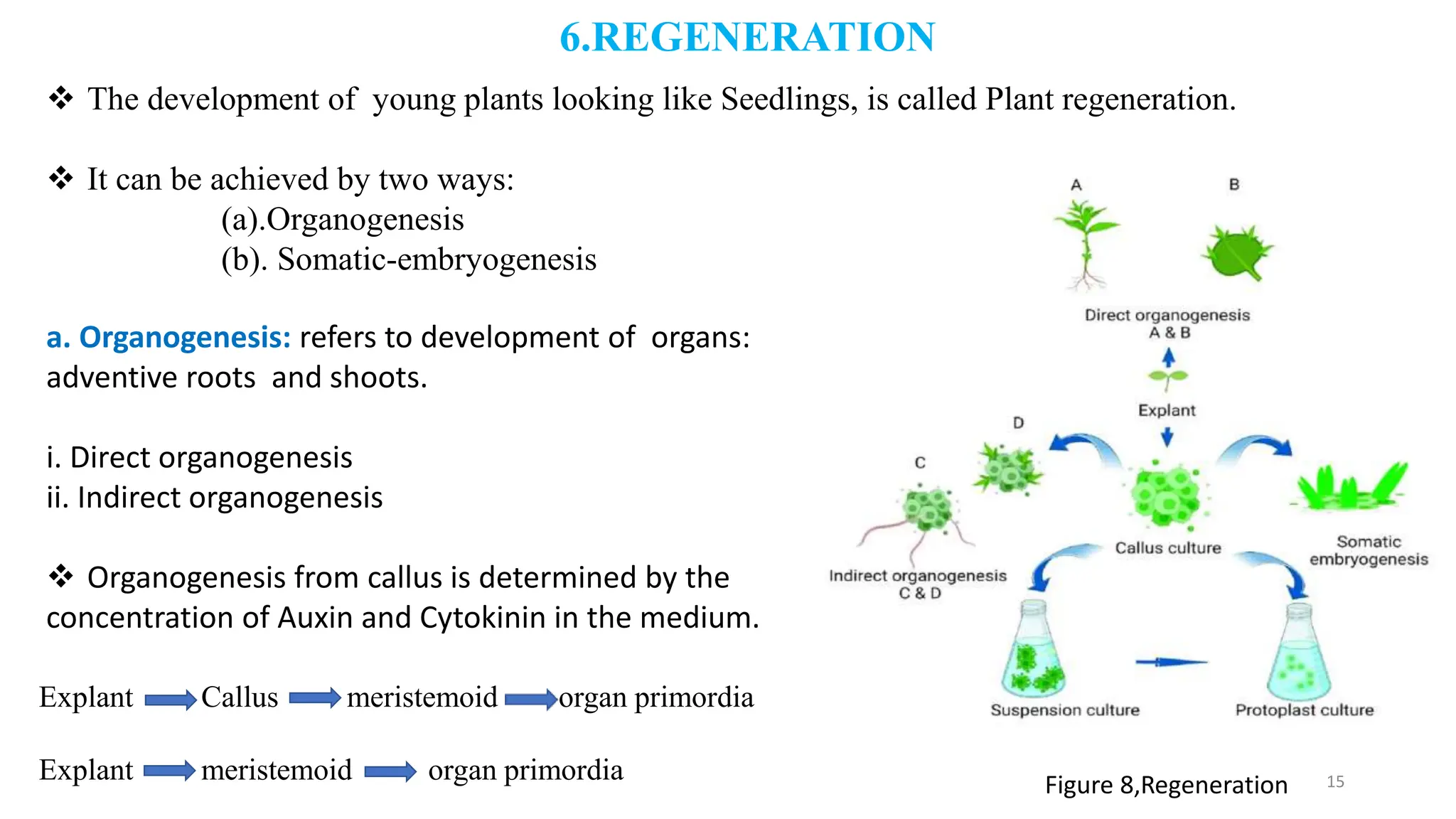 Plant Tissue culture., Plasticity, Totipotency, pptx | PPTX
